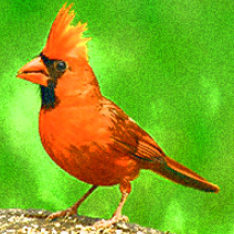 North Carolina History Quizzes | NCpedia