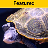 State Symbols and Official Adoptions | NCpedia