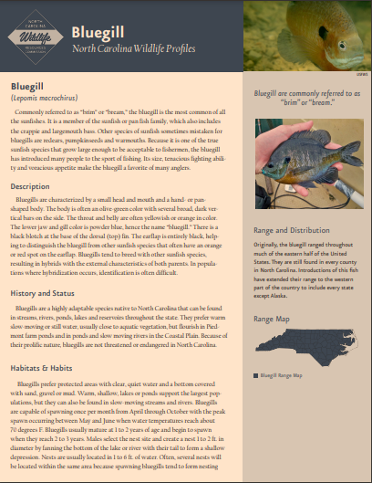 Bluegill | NCpedia