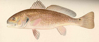 El pez de agua salada del estado | NCpedia