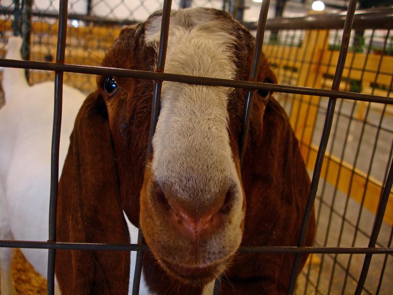 Goat at the North Carolina State Fair | NCpedia