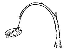 Animal snare | NCpedia