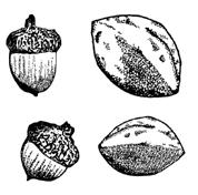 Acorns and hickory nuts | NCpedia