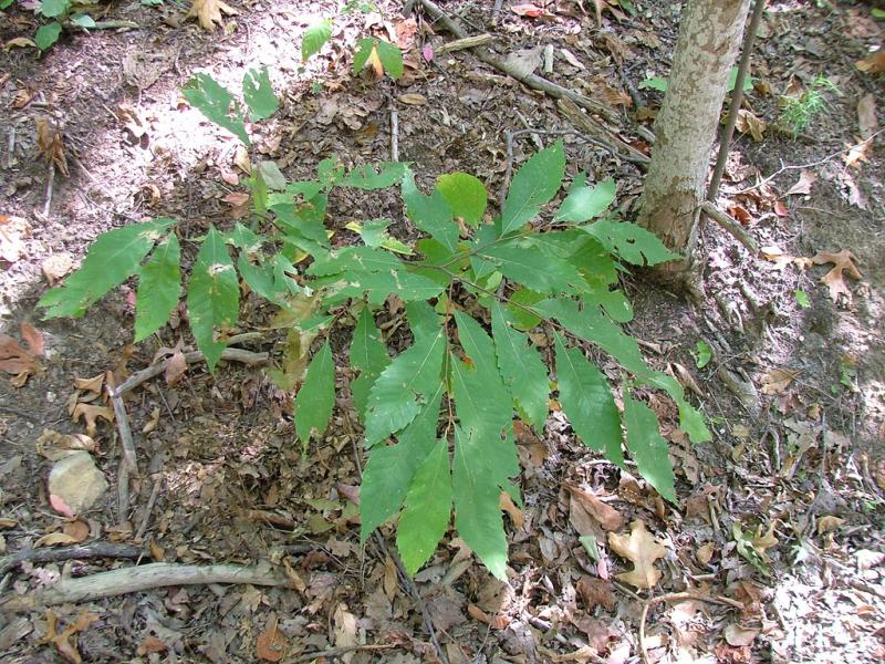American Chestnut sapling | NCpedia