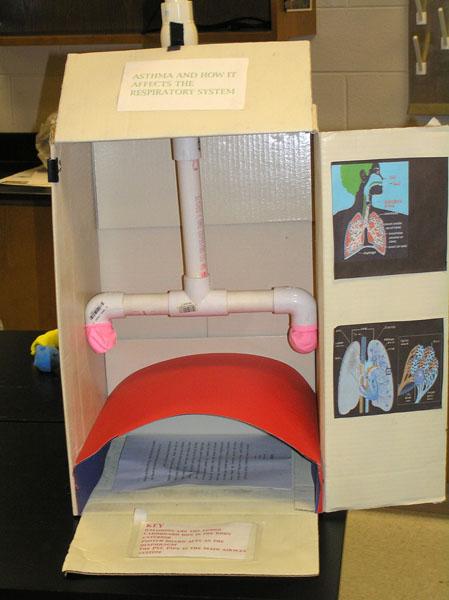 Respiratory System Model