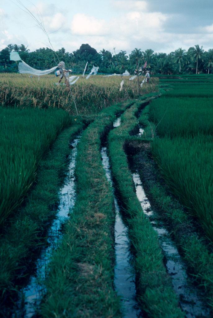 Three irrigation canals pass through rice fields in different stages of ...