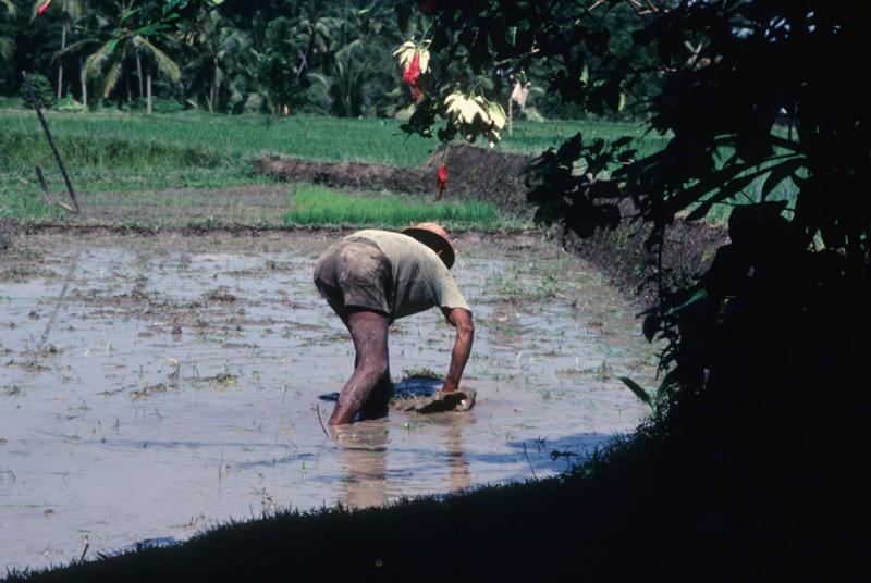 Day 1 - weed hoed field July '86 | NCpedia