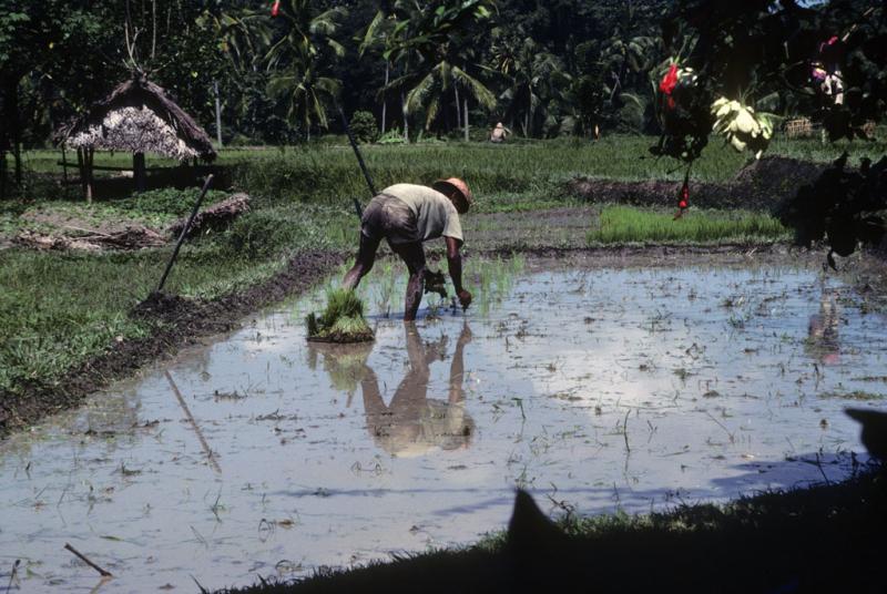 Transplant rice-Day 1 | NCpedia