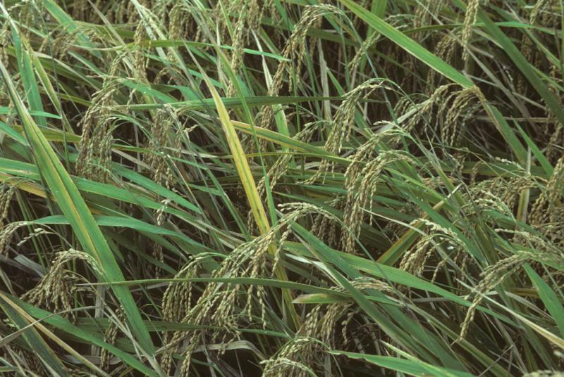 Ripe rice plants growing in fields just before harvest | NCpedia