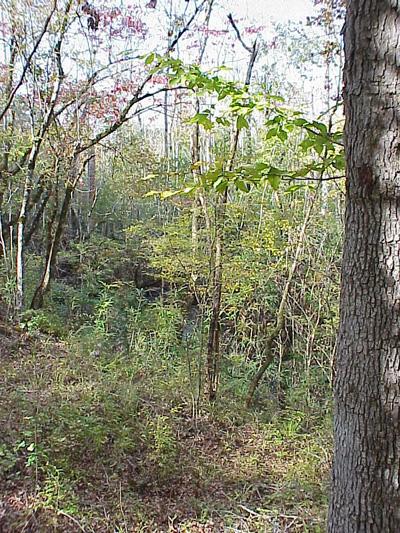 Bottomland hardwood forest inland from the swamp forest | NCpedia