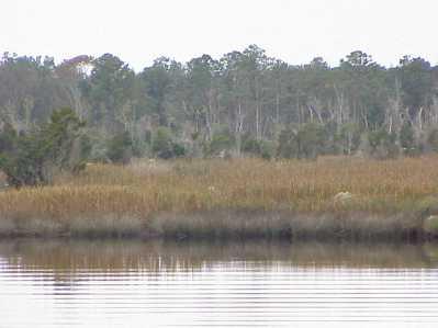 Freshwater marsh with salt marsh fringe at low salinity area | NCpedia