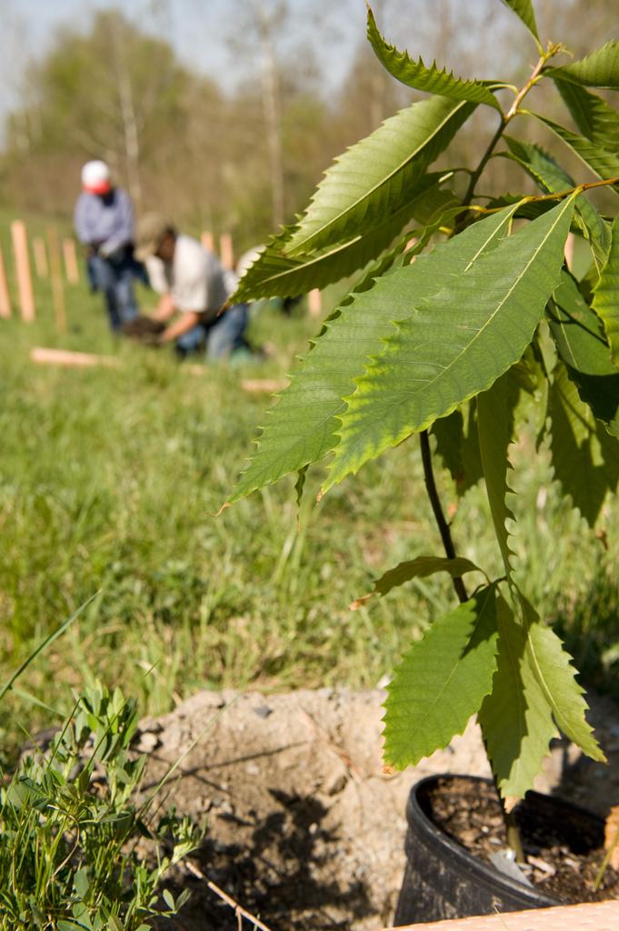 American chestnut plant | NCpedia