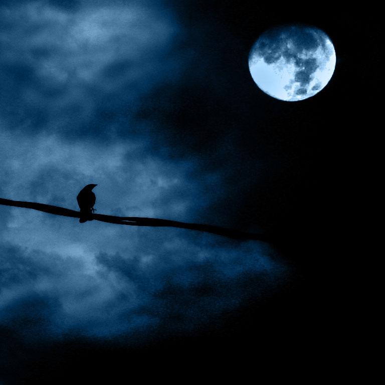 Crow gazing at the moon | NCpedia