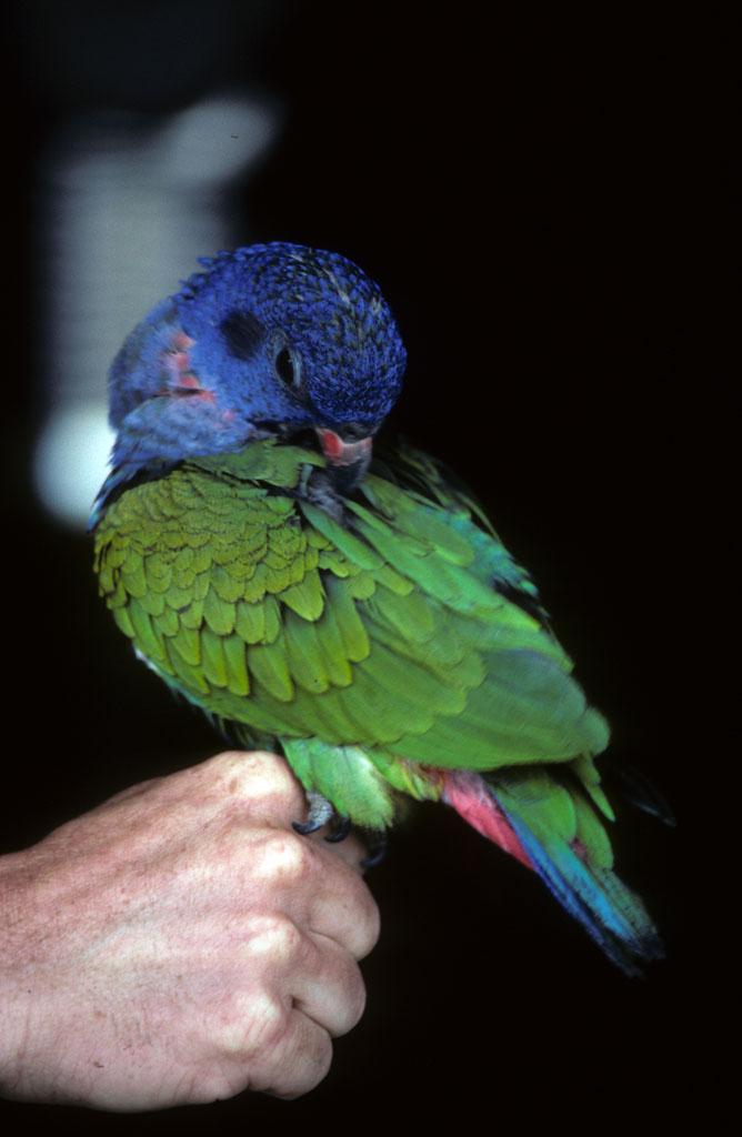 Multi-colored Ecuadorian parrot | NCpedia