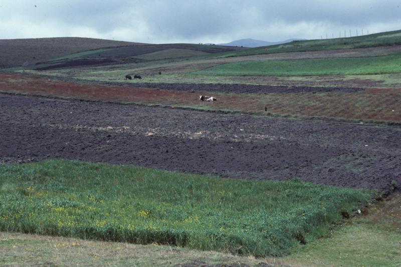 Farmland in Ecuador | NCpedia