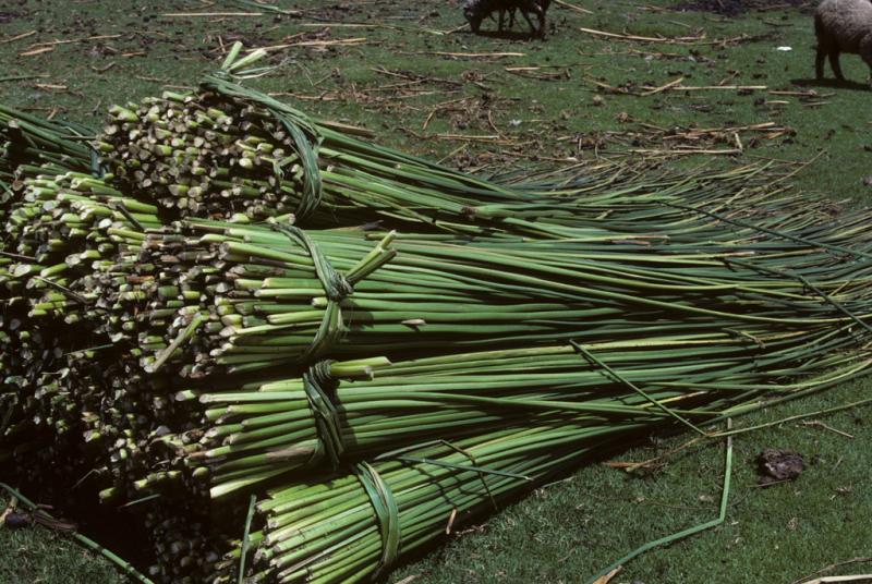 Bundles of cut reeds south of Riobamba, Ecuador | NCpedia