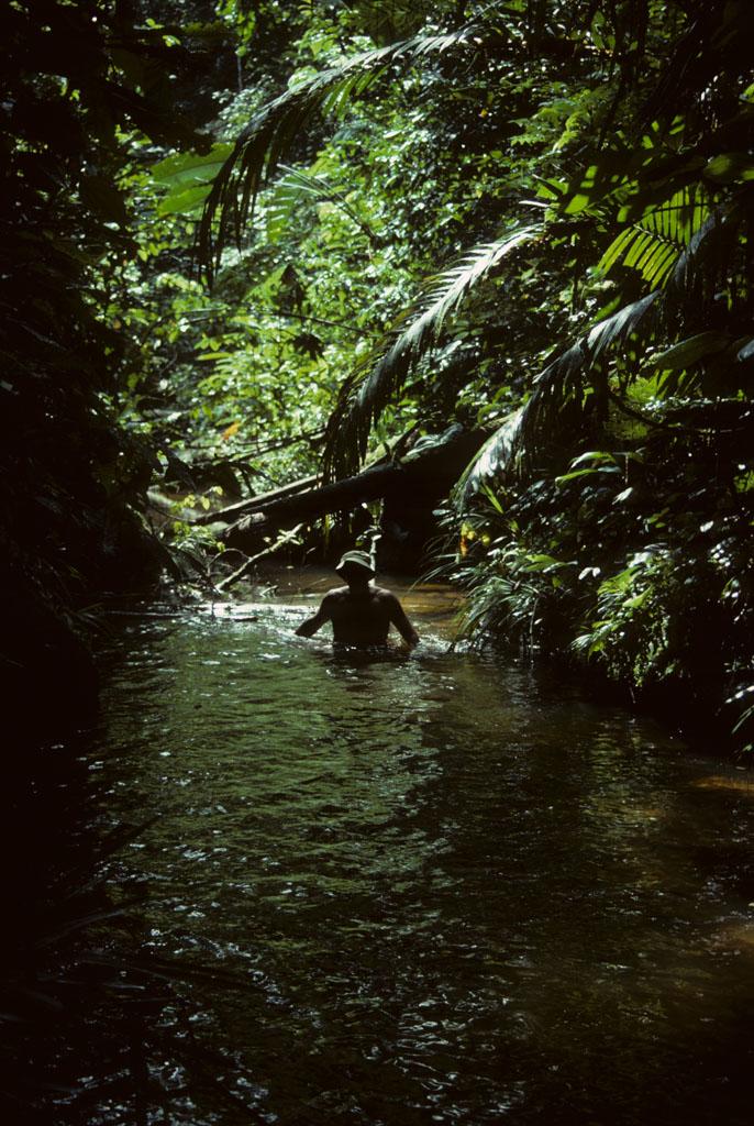 Wading through a jungle stream near Misahualli, Ecuador | NCpedia