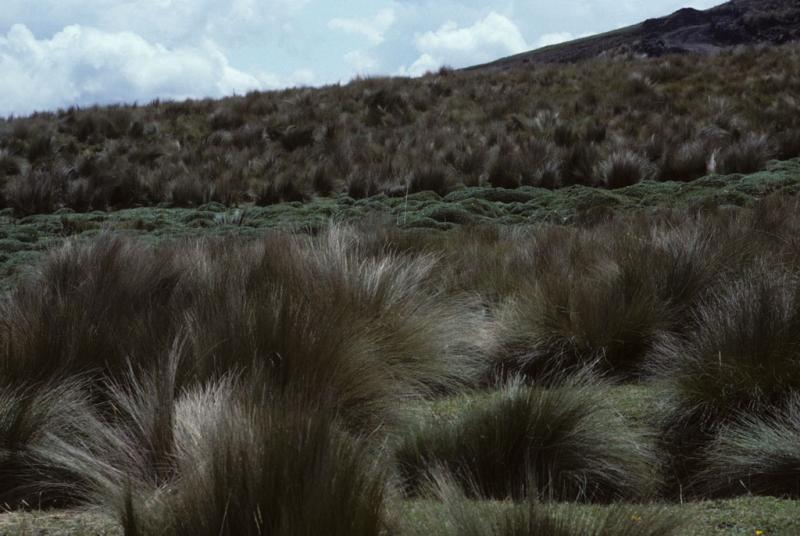The paramo south of Riobamba, Ecuador | NCpedia