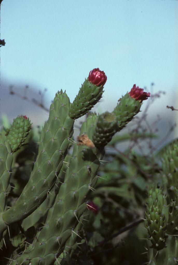 Cactus flowers in Otavalo, Ecuador | NCpedia
