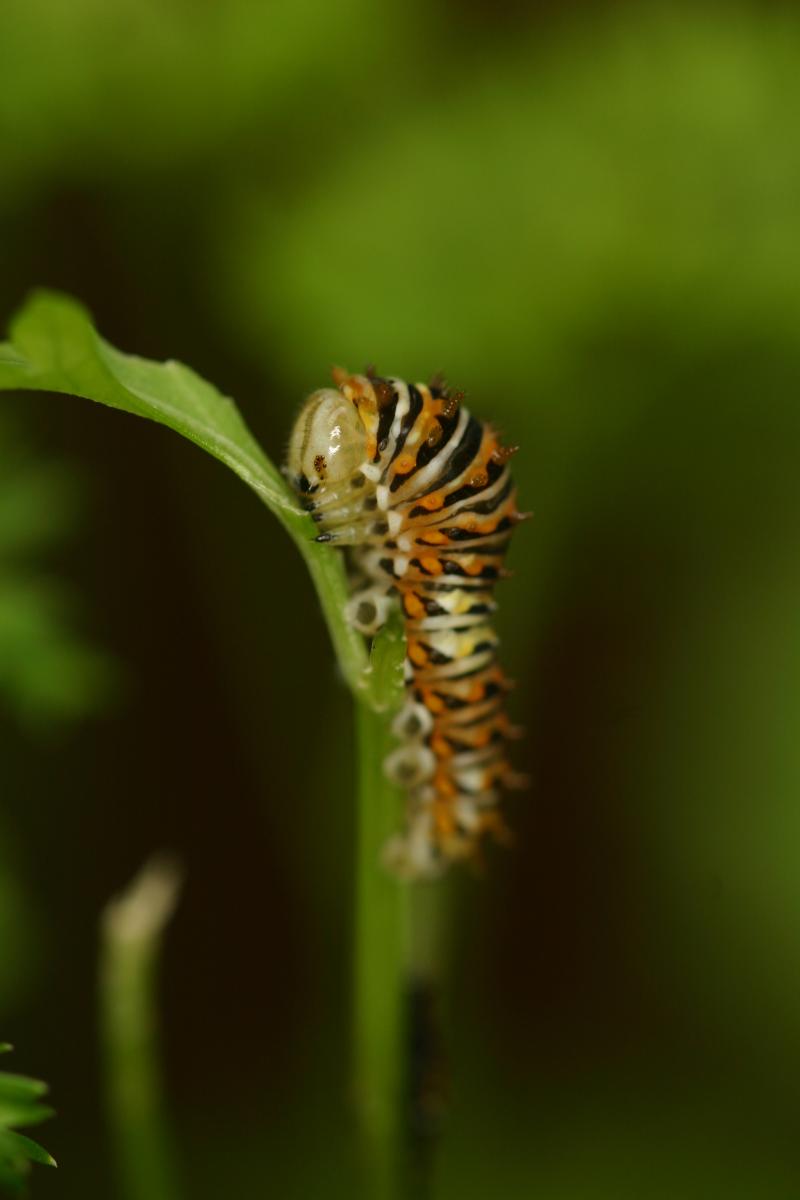 Eastern black swallowtail butterfly: Second larval instar | NCpedia