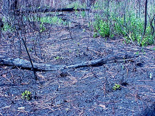 Forest floor | NCpedia