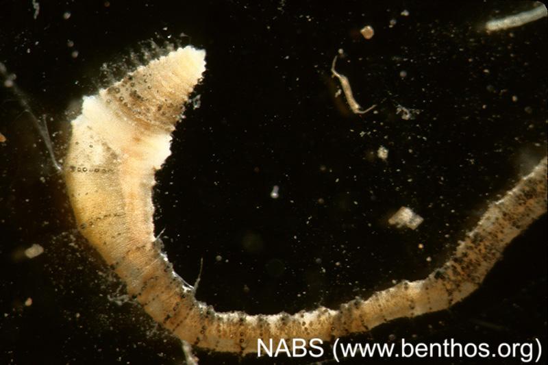 Freshwater worm | NCpedia