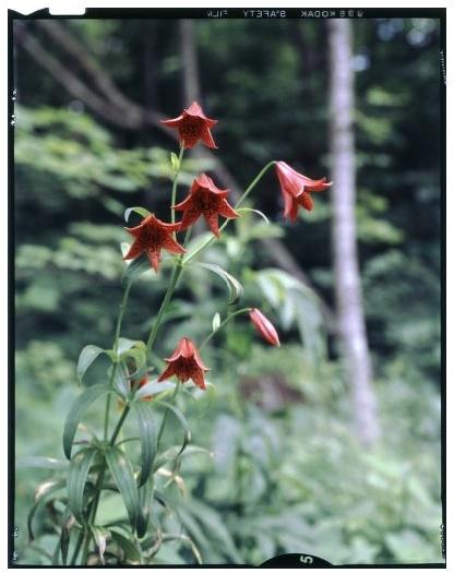 Gray's Lily | NCpedia