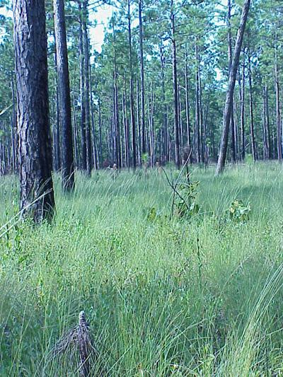 Longleaf pine savanna | NCpedia