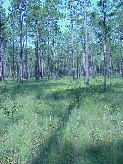 Longleaf Pine Forests become fire dependent | NCpedia