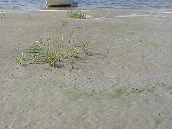 Salt Marsh Grass Ncpedia