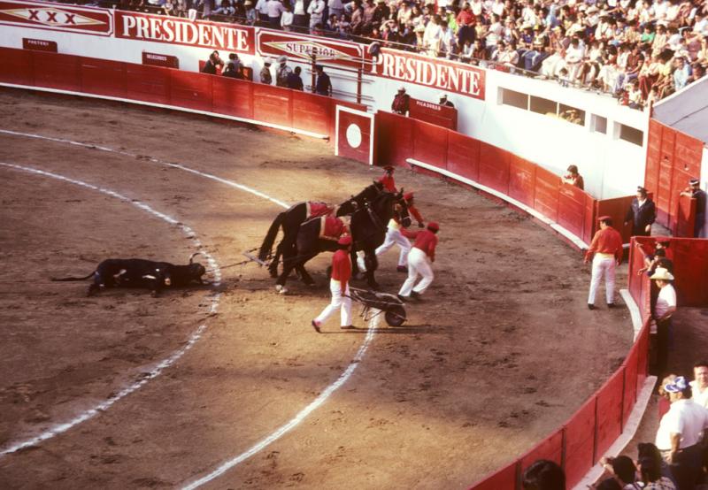 Dragging a bull from the ring in Guadalajara, Mexico | NCpedia