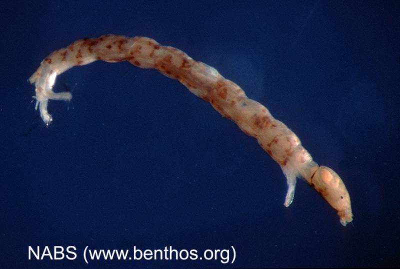 Chironomidae Larvae