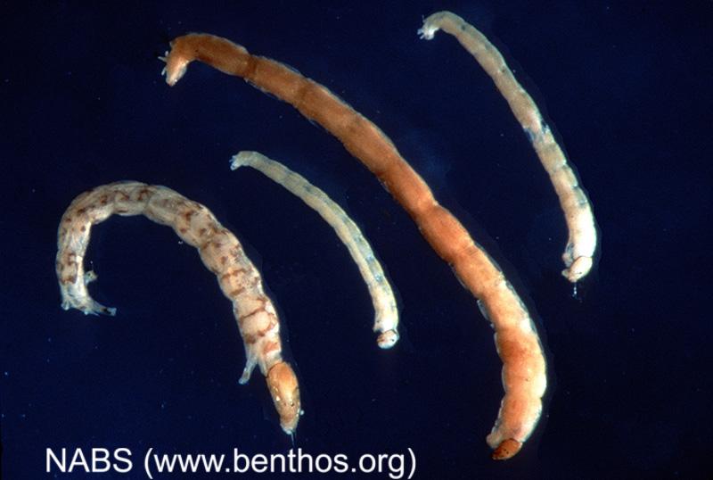Chironomidae Larvae