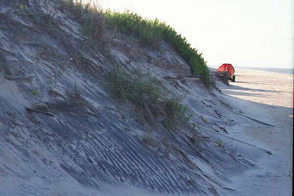 Vegetation as a natural protective barrier | NCpedia