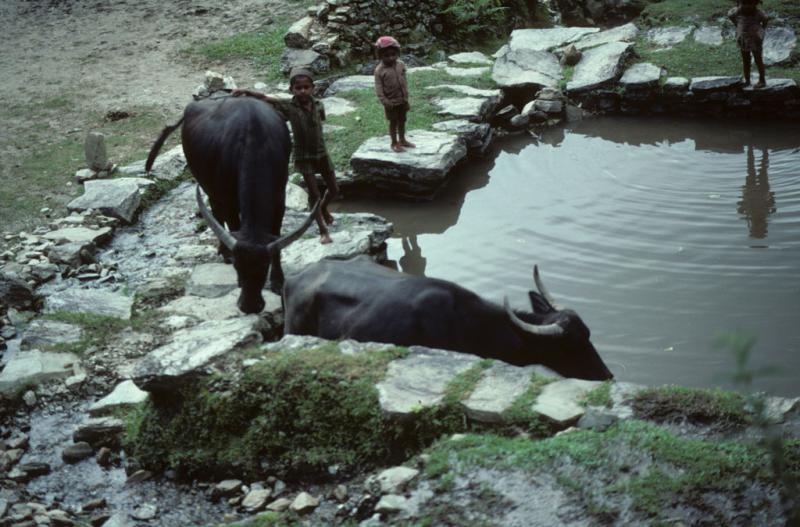 Buffaloes at the water collection tank | NCpedia