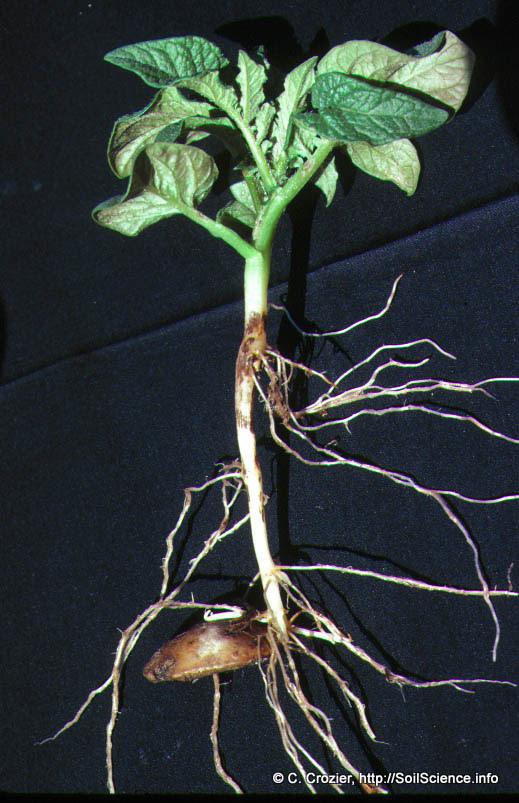 Rhizome of a young potato plant | NCpedia