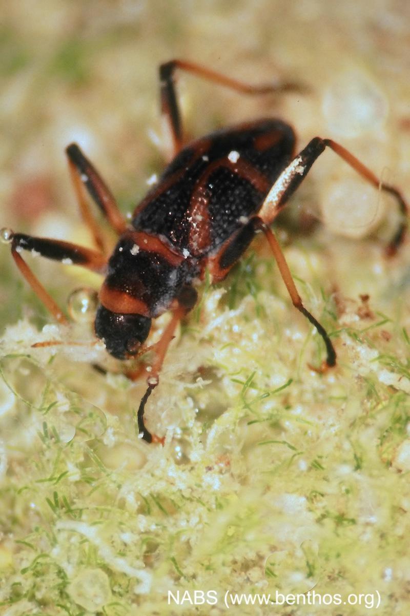 Adult Riffle Beetle