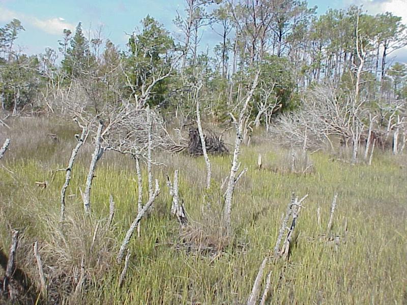 Salt marsh invading a forest | NCpedia