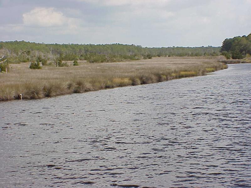 Salt Marsh In A Mid Salinity Area Ncpedia