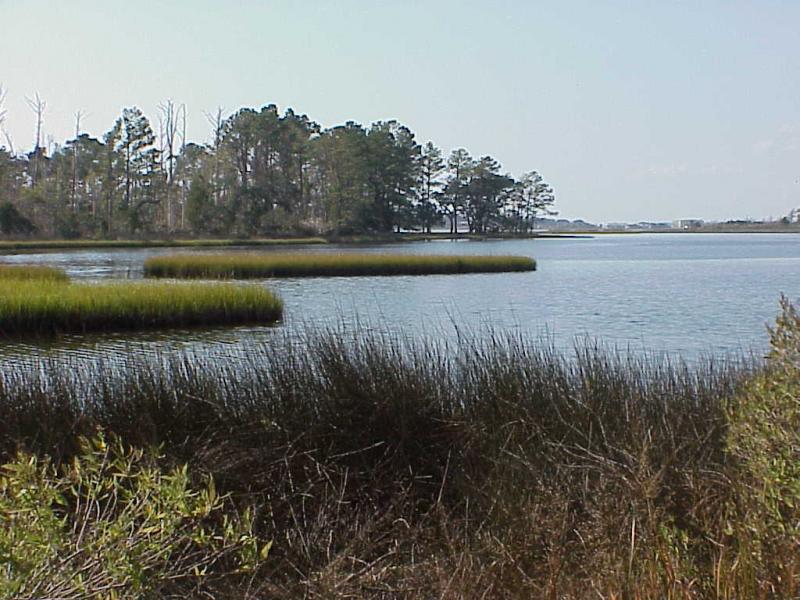 Salt Marsh Along The Flanks Of The High Salinity Section Ncpedia