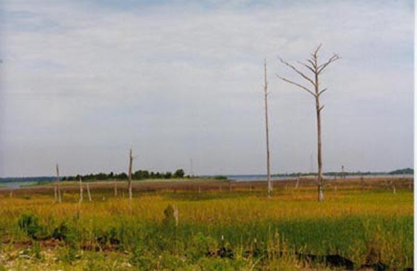 Salt Marsh Near Barnards Creek Ncpedia