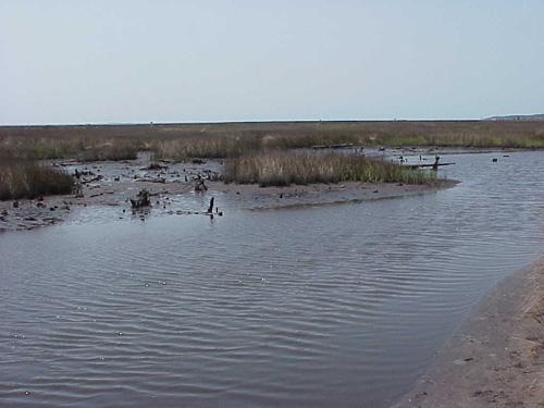 Salt Marsh Developing Ncpedia