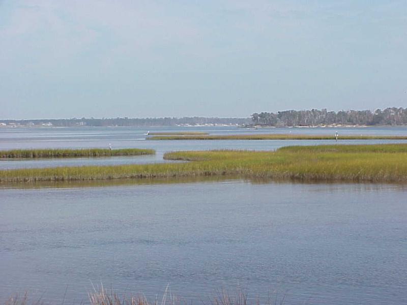 Patches Of Salt Marsh In The High Salinity Section Of The Estuary Ncpedia