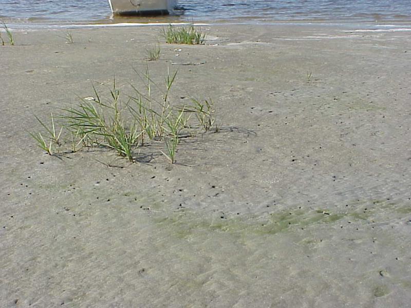 Pioneer salt marsh plants colonizing bare sand habitat | NCpedia