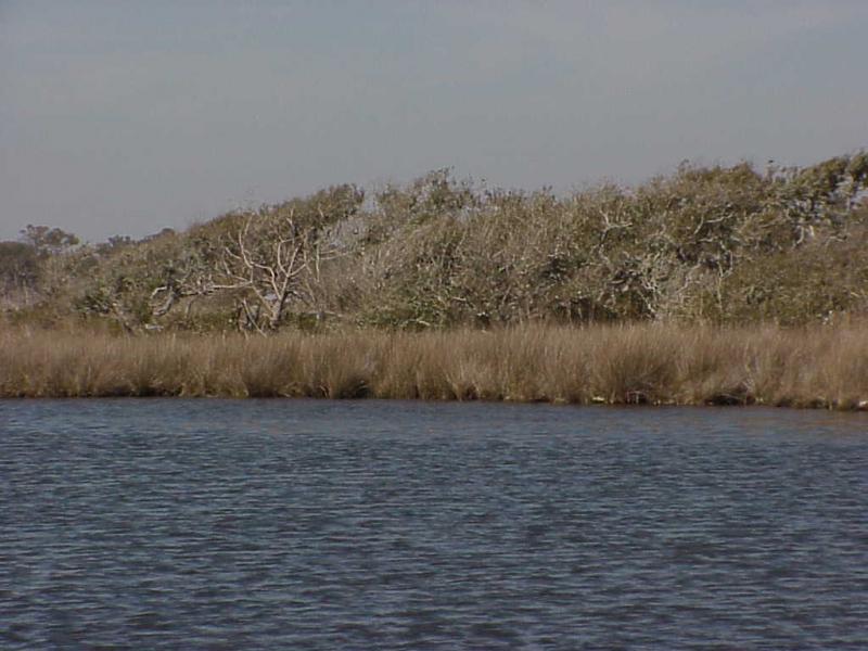 Sand ridge - undeveloped | NCpedia