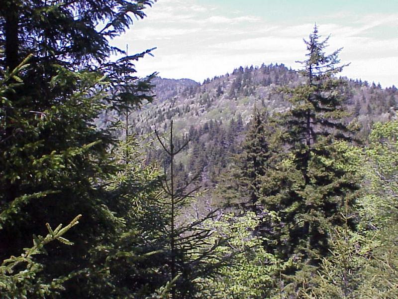 Transitions to Spruce-fir Forest from Northern Hardwoods | NCpedia