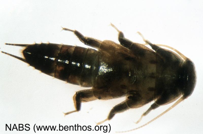A Stonefly nymph | NCpedia
