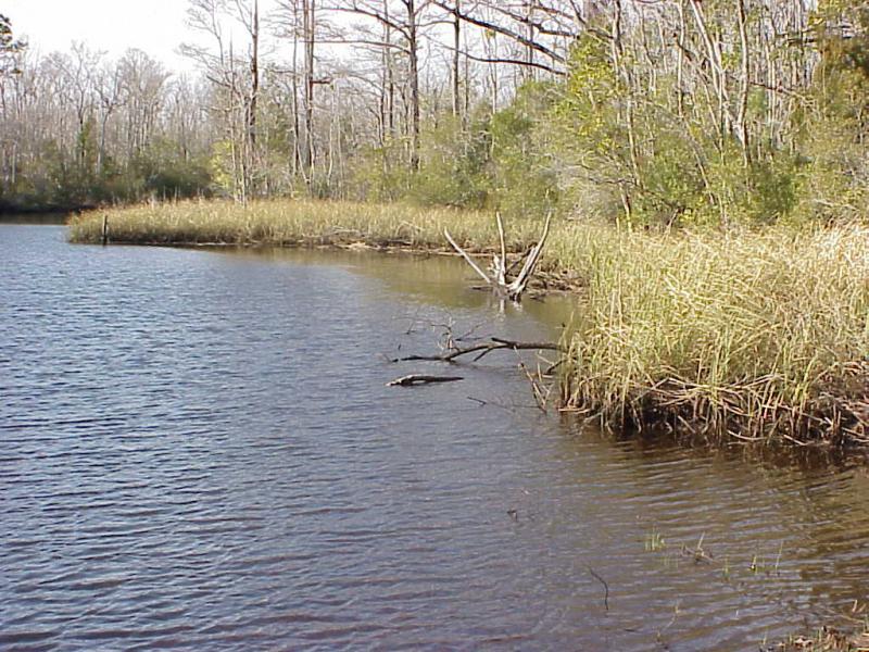 Tidal freshwater marsh | NCpedia