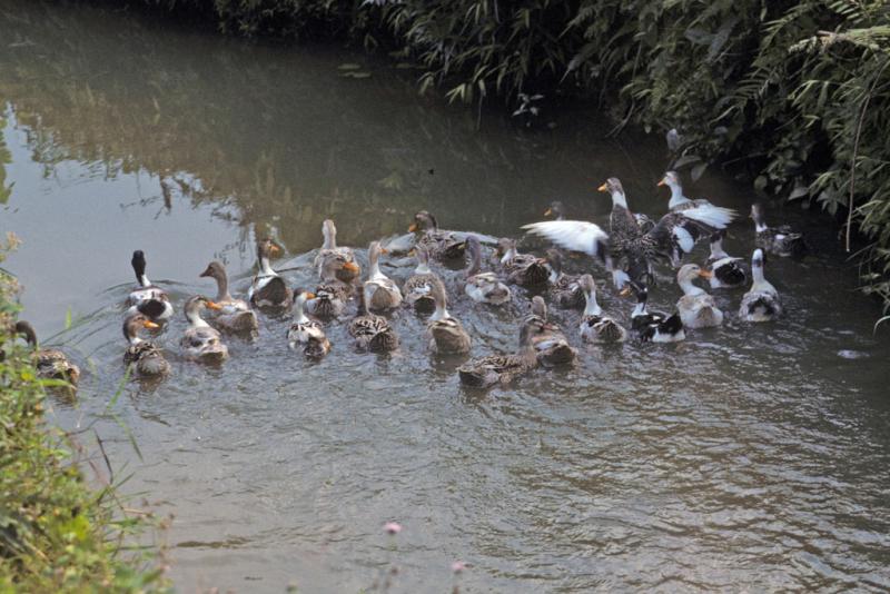 Ducks swim in canal near Mai Chau | NCpedia