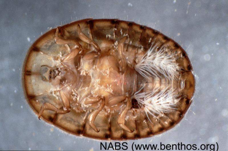 Water penny larva | NCpedia